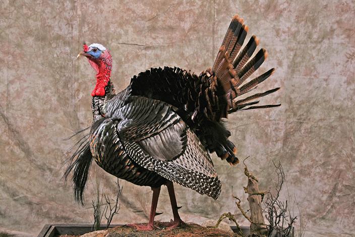World Record Wild Turkey Turkey (bird) Wikipedia